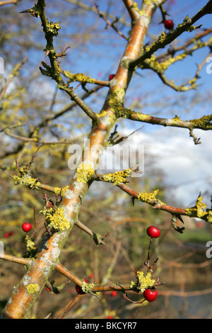 Fungal disease on Rowan Tree leaflets Stock Photo - Alamy