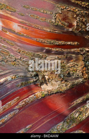 Shiny red bark of Himalayan Birch bark Cherry tree Prunus Serula 3 ...
