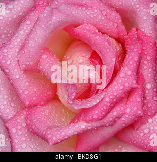 A closeup shot of the flower buds with rain drops on them on the ...