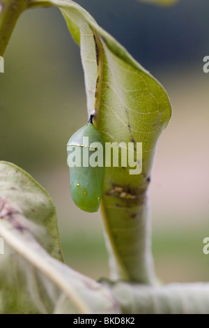 monarch butterfly pupa Stock Photo - Alamy
