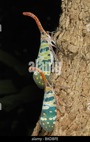 Long nosed Lantern Bug (Pyrops candelaria) in Tak, northern Thailand ...