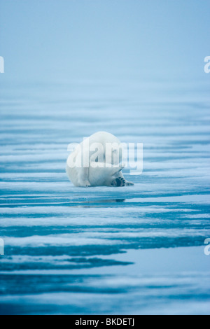 fog in the North Sea Svalbard Archipelago Stock Photo - Alamy