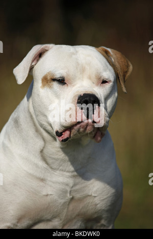 American Bulldog Rüde / male American Bulldog Stock Photo - Alamy