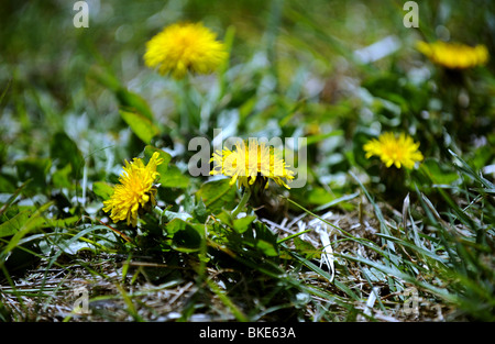 Yellow dandelions growing wild in lush green grass on sunny day ...