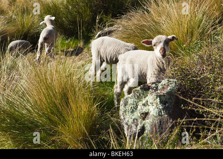 Lambs frolicking in spring Stock Photo - Alamy
