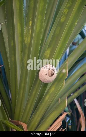 Wasp nest, wasps on the palm tree Stock Photo - Alamy