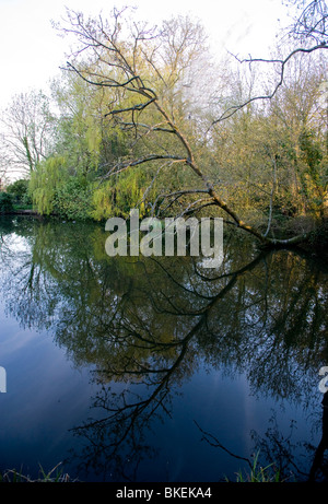 Village pond, Slindon, West Sussex, UK Stock Photo - Alamy