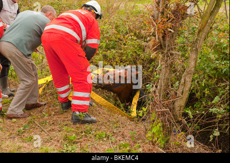 Horse stuck in ditch covered in brambles being rescued by Fire Service ...