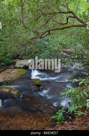 Licklog Creek, Andrews Pickens Ranger District, Sumter National Forest ...