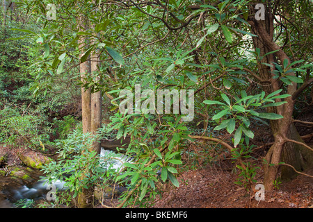 King Creek, Andrews Pickens Ranger District, Sumter National Forest ...