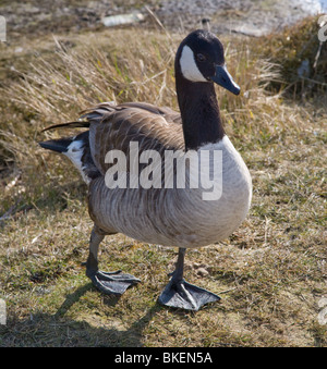 Male Canada Goose Stock Photo - Alamy