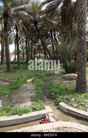 Falaj (irrigation system) in date palm grove, Hatta Heritage Village ...