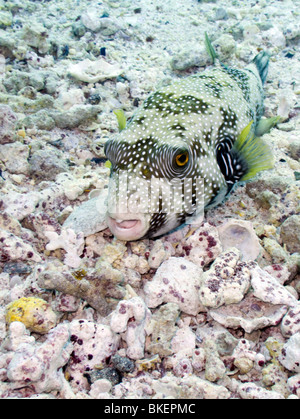 Puffer fish at the bottom of the Indian ocean Stock Photo - Alamy