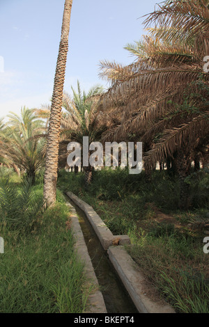 Traditional Omani Falaj water irrigation system and date palms in wadi ...