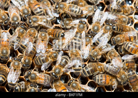 A beehive in Cockermouth, Cumbria, UK that has been infected and ...