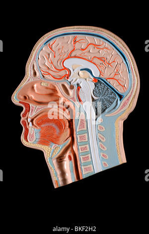 anatomical models of head Stock Photo - Alamy