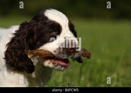 English Springer Spaniel eating dog food from a bowl inside a house ...