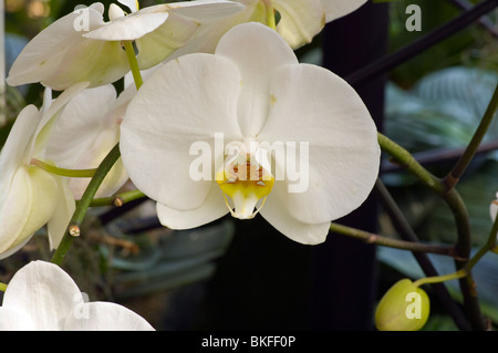 Phalaenopsis Tokyo Orchids Stock Photo - Alamy