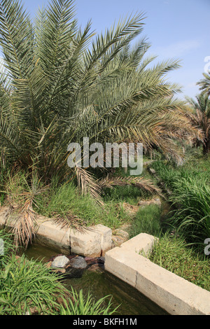 Falaj (irrigation system) in date palm grove, Hatta Heritage Village ...
