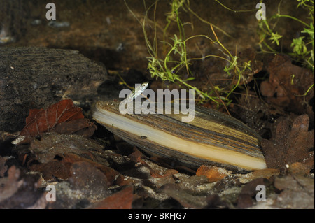 Three-spined stickleback swimming around a swan mussel on the bottom of ...