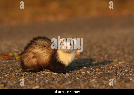 Frettchen / ferret Stock Photo - Alamy