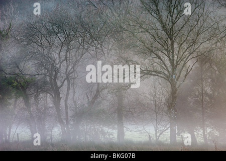 Morning mist at Okehampton, Devon, England UK Stock Photo - Alamy