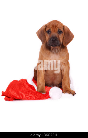 Rhodesian Ridgebacks at christmas Stock Photo - Alamy