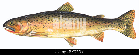 Trout cutthroat fish oncorhynchus clarkii clarkii Stock Photo - Alamy