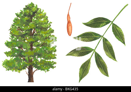 Illustration of Fraxinus pennsylvanica (Green Ash or Red Ash), one half ...