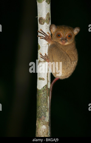 Western Tarsier (Tarsius bancanus) at night, Danum Valley Conservation ...