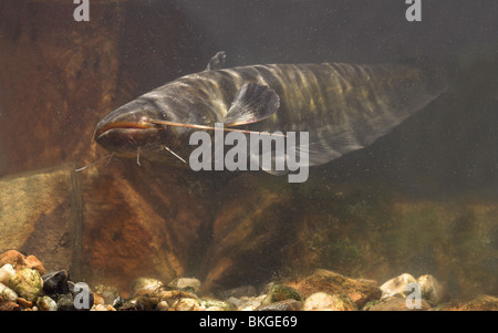 Side view of a Wels Catfish swimming above the rocky bottom of a Stock ...