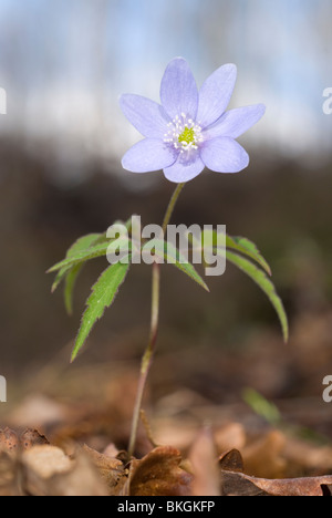 Three-leaved Wood Anemone (Anemone trifolia Stock Photo - Alamy