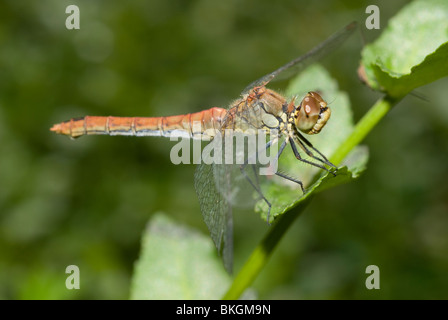 A female Ruddy Darter; Sympetrum sanguineum; at Foulshaw, moss, Cumbria ...