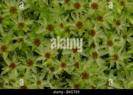 Sterrenmos met een perigonium als mannelijke voorplantingsorgaan Stock ...