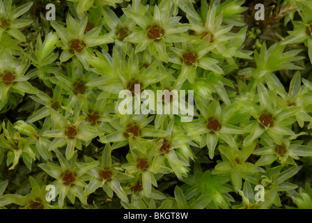 Sterrenmos met een perigonium als mannelijke voorplantingsorgaan Stock ...