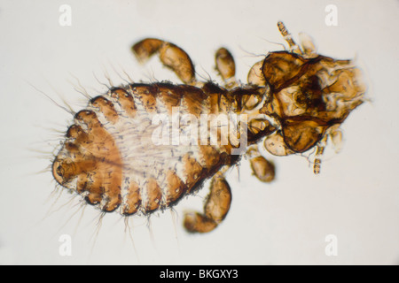 dorsal view of a male body louse Pediculus humanus var corporis Stock ...
