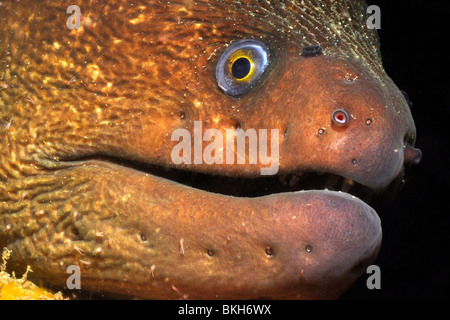 California moray eel, Gymnothorax mordax, and California spiny lobster ...