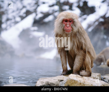Japanese macaque or snow japanese monkey (Macaca fuscata) portrait ...