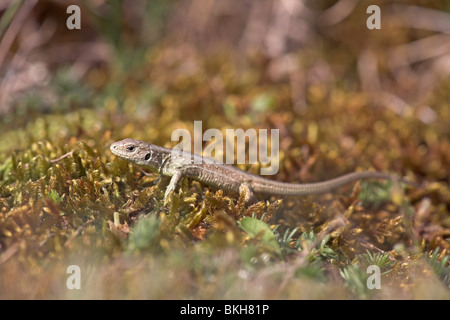 Juvenile Sand lizard Stock Photo - Alamy