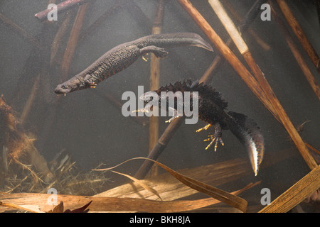 photo of a pair of great crested newts under water with the male ...