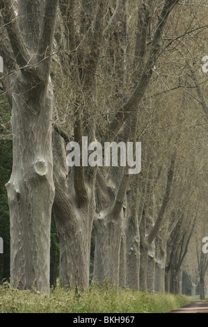 Willow covered by web of the Ermine moth caterpillar Stock Photo - Alamy