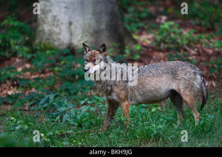 Wölfe mit Beute Stock Photo - Alamy