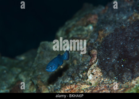 Devil's Hole pupfish Stock Photo - Alamy