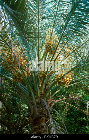 Bahrain Agriculture Date Harvest Stock Photo - Alamy
