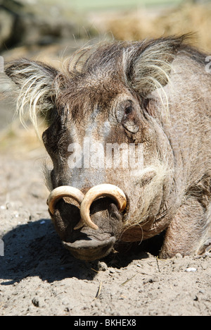 Ugly warthog Phacochoerus africanus with tusks kneeling to graze Stock ...