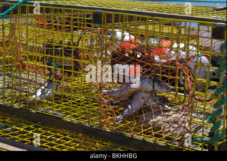 Bait, mackerel, in lobster traps for start of lobster season on ...