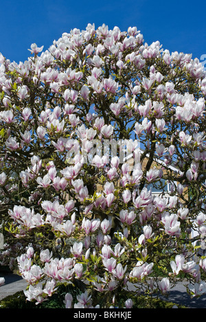 A stunning display of magnolia flowers in various stages of bloom, with ...
