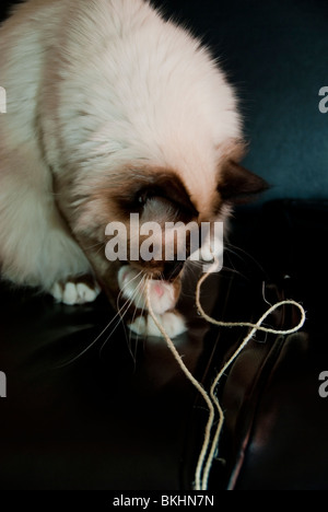 Domestic Cats, Burmese Kitten Playing With String on Floor of Room ...