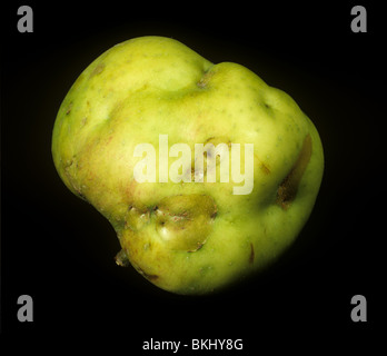 Insect damage on an apple, Malus domestica. Bite marks, eggs, and mold ...