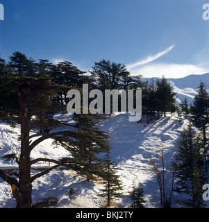 Snow in the Cedar forest in the middle Atlas range region, Ifrane ...